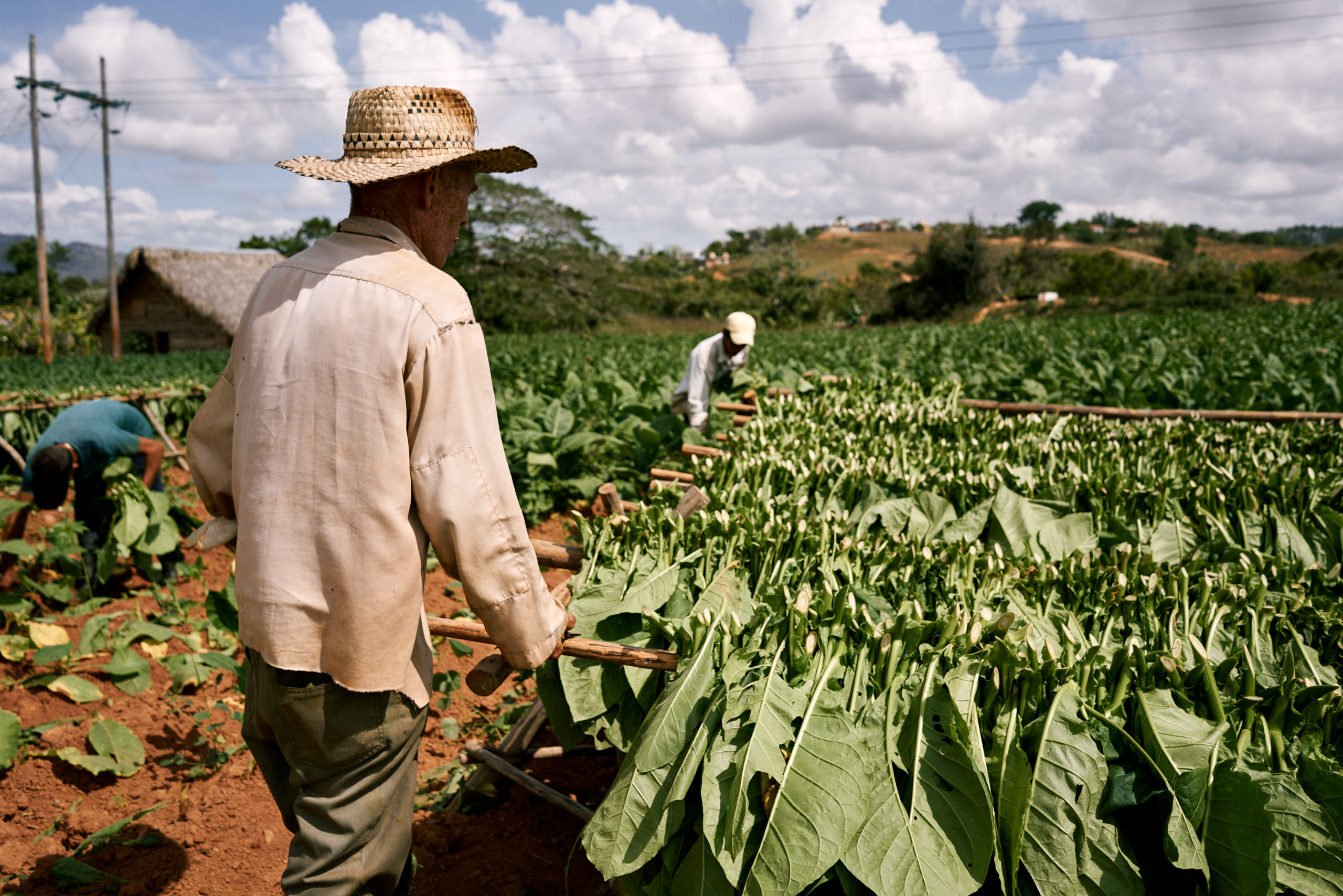 Cuba - the countryside - Johannes Schmidt - Photographer